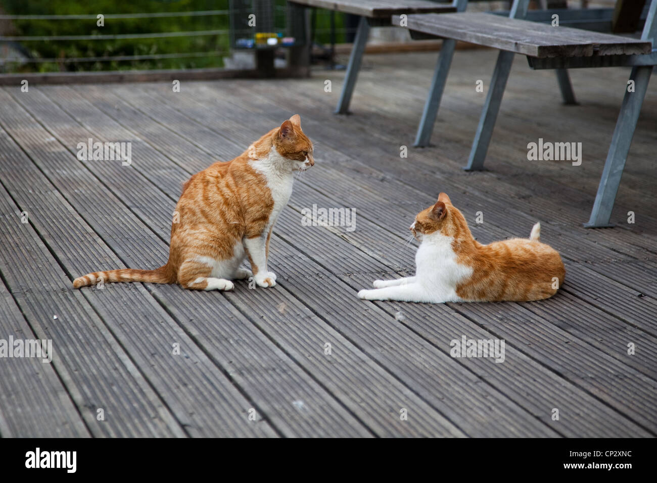 two ginger cats Stock Photo - Alamy
