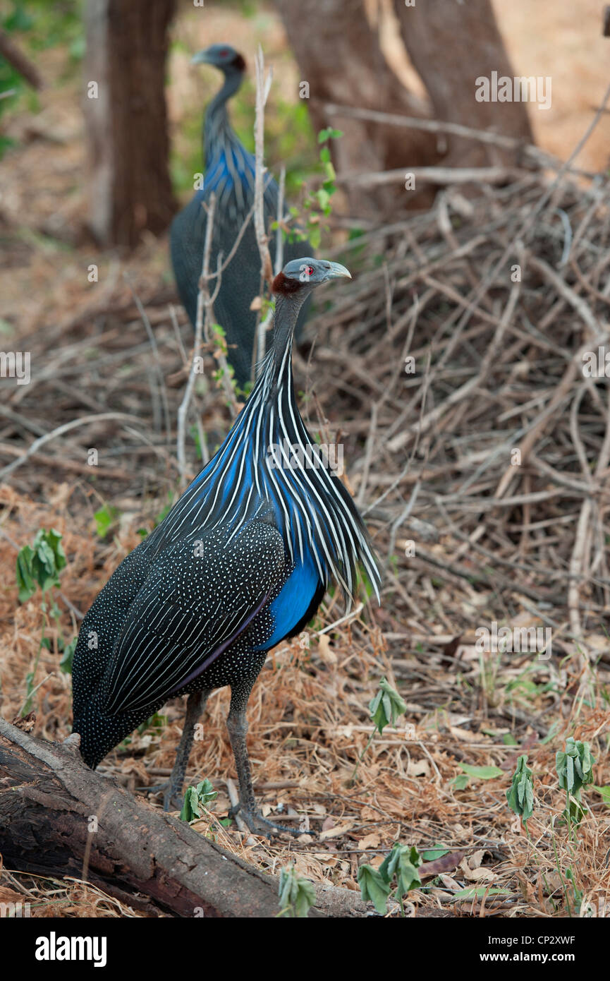 Vulturine Guineafowl (Acryllium vulturinum Stock Photo - Alamy
