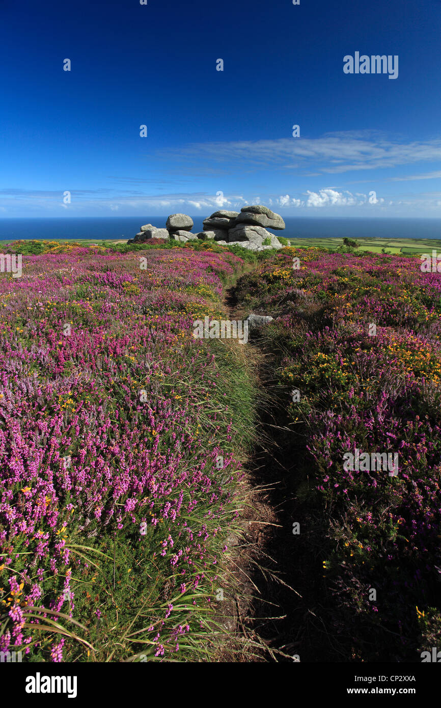 Gorse and Heather Moorland, Rosewall Hill, St Ives town, Cornwall ...