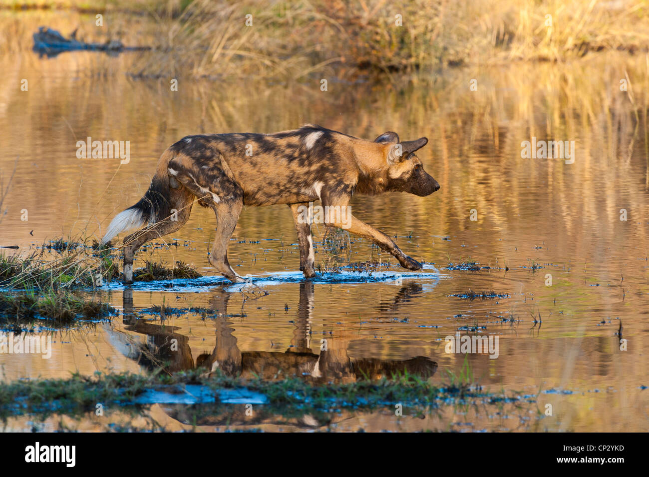 African Wild Dog (Cape Hunting Dog) Lycaon pictus wading into waterhole ...