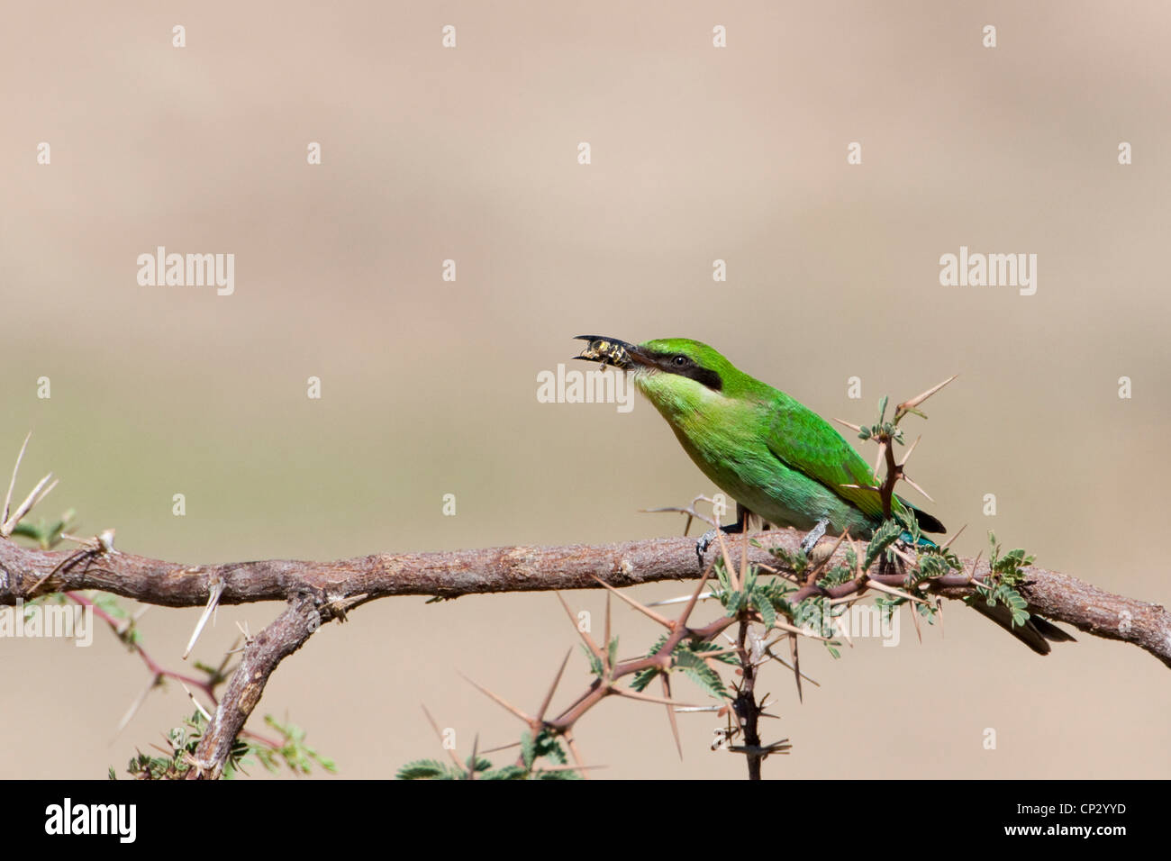 African bee eater hi-res stock photography and images - Alamy