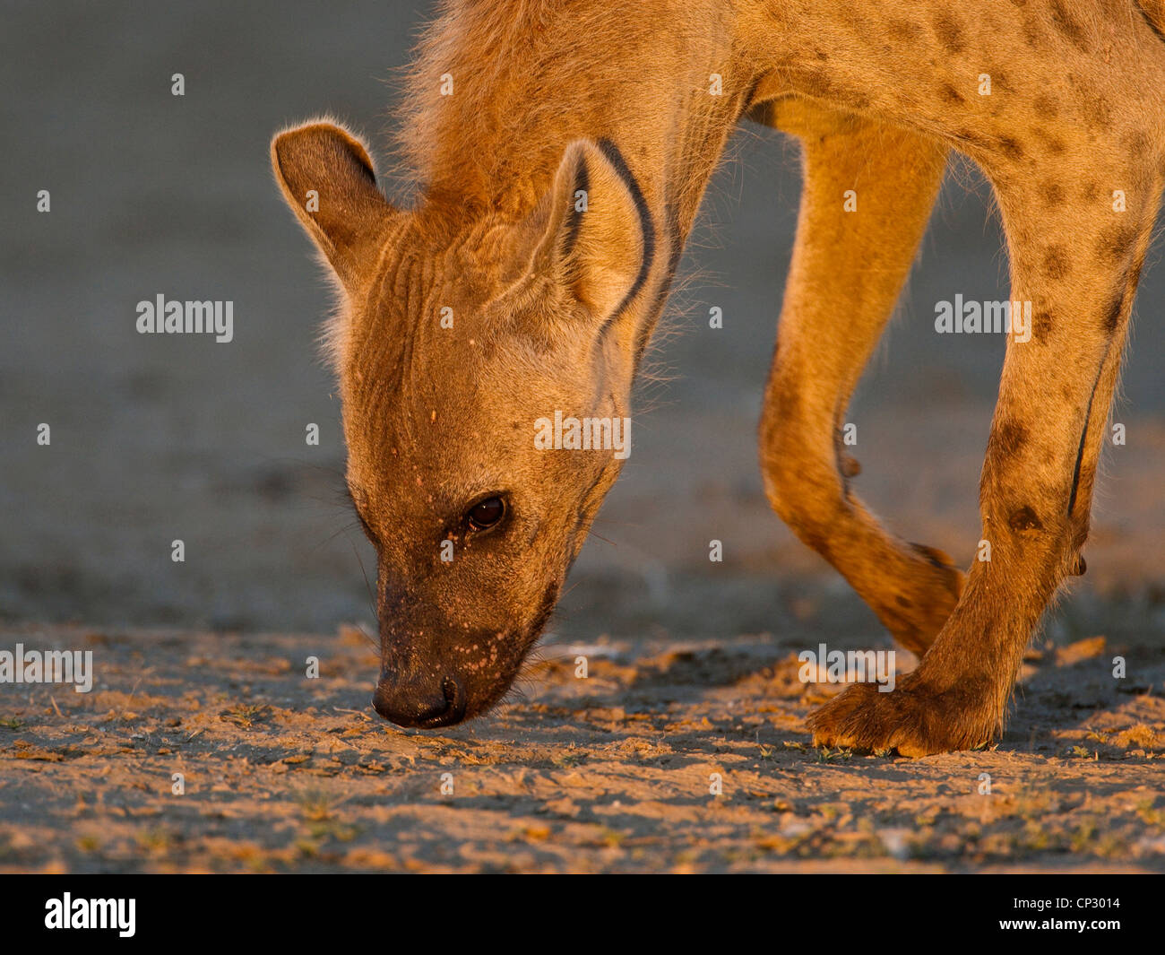 Hyena sniffing hi-res stock photography and images - Alamy