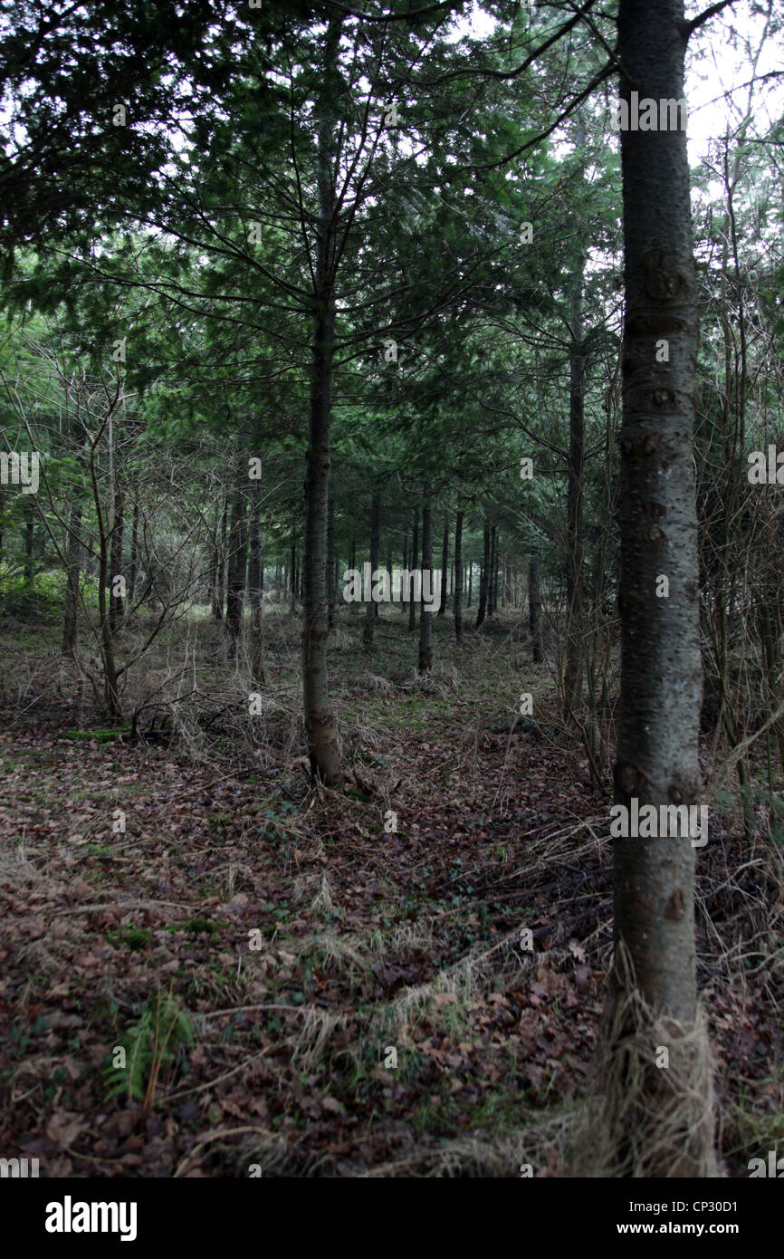 France normandy forest hi-res stock photography and images - Alamy