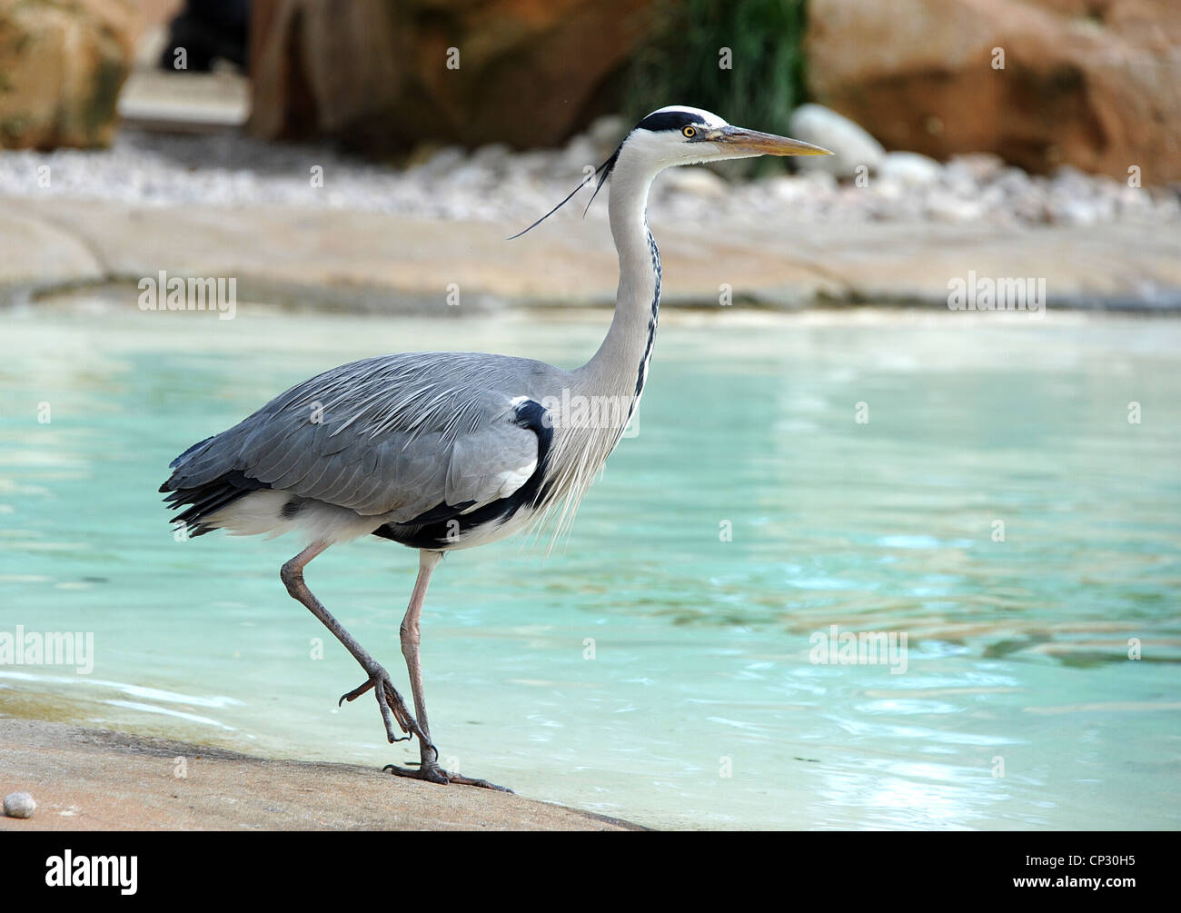 Gray heron at London Zoo Stock Photo - Alamy