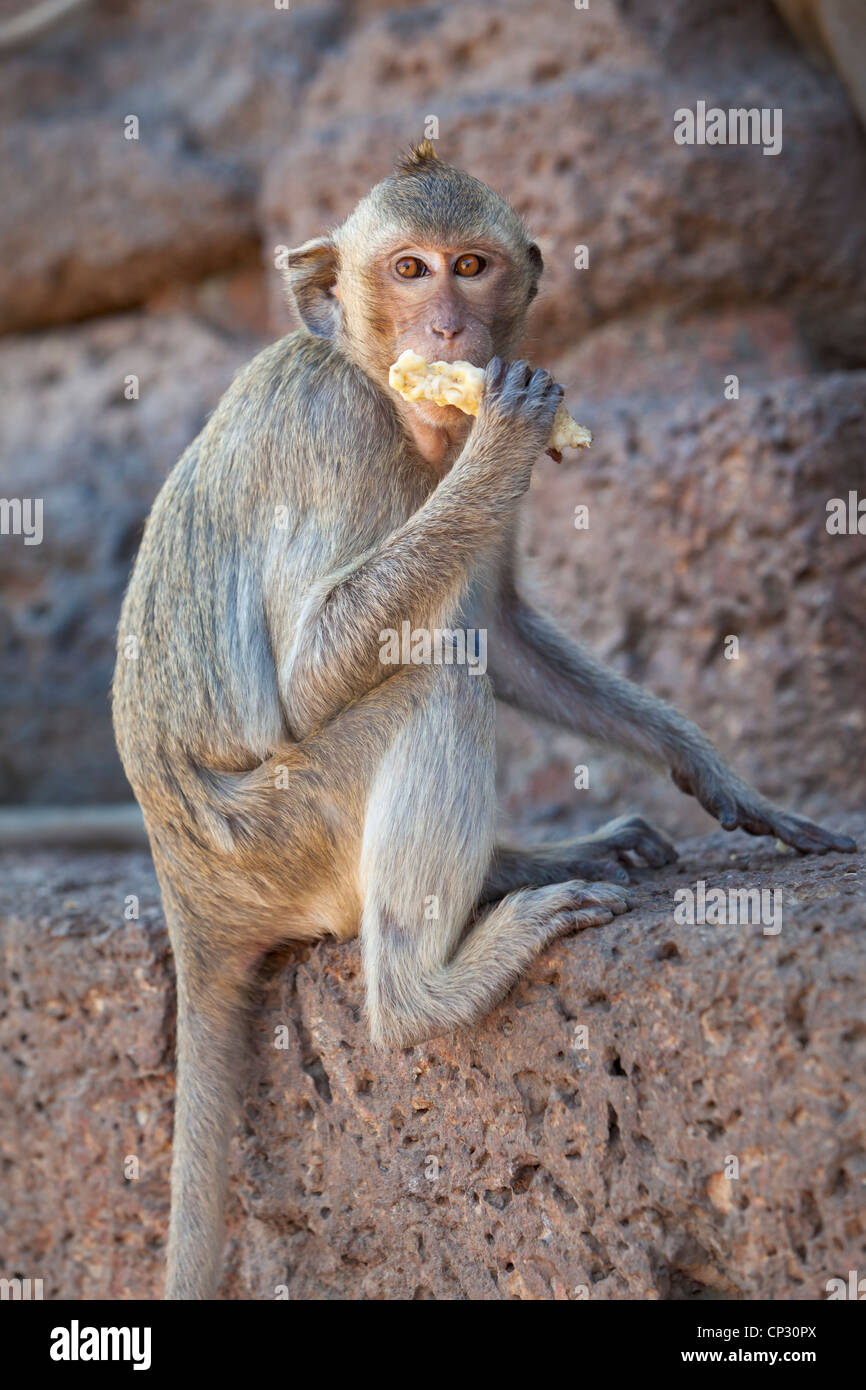 Crab eating Macaque monkey,Macaca fascicularis,Thailand Stock Photo - Alamy