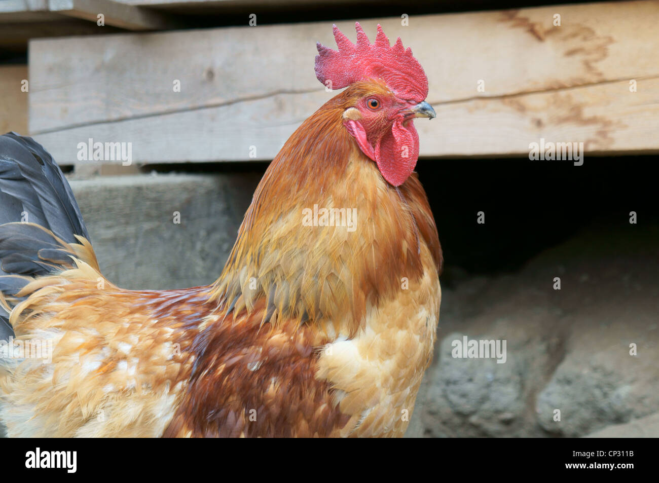 poultry, hen, cock, chicken Stock Photo - Alamy