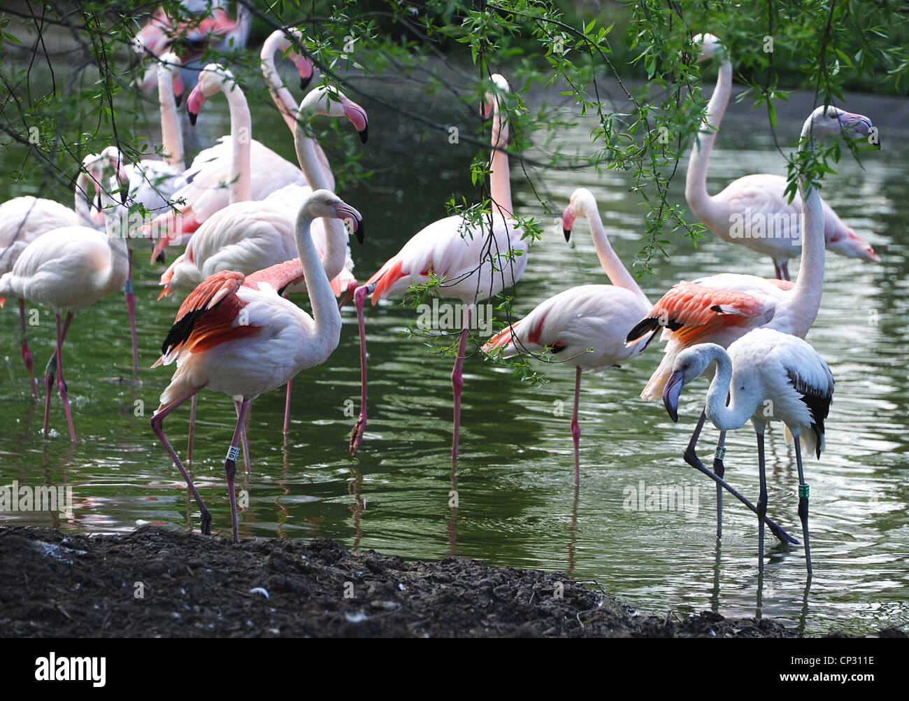 Flamingos in London Zoo Stock Photo - Alamy