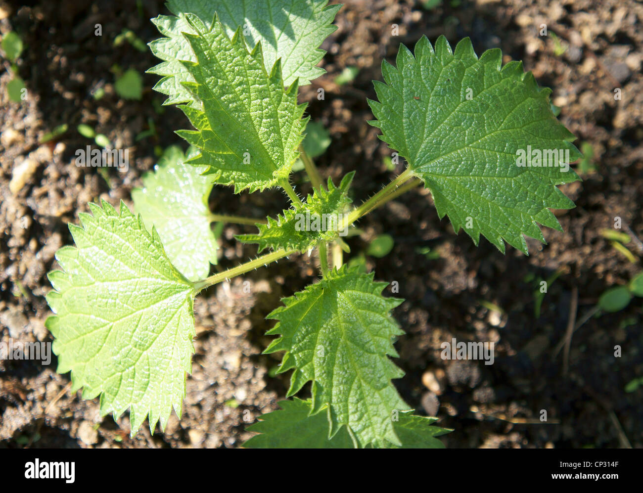 Stinging Nettle, common nettle, Urtica dioica Stock Photo - Alamy