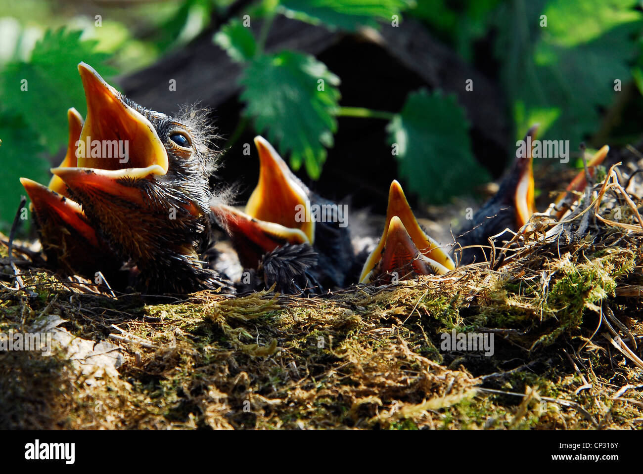 hunger, hungry, bird, birds, cub, beak, beaks, feeding Stock Photo - Alamy