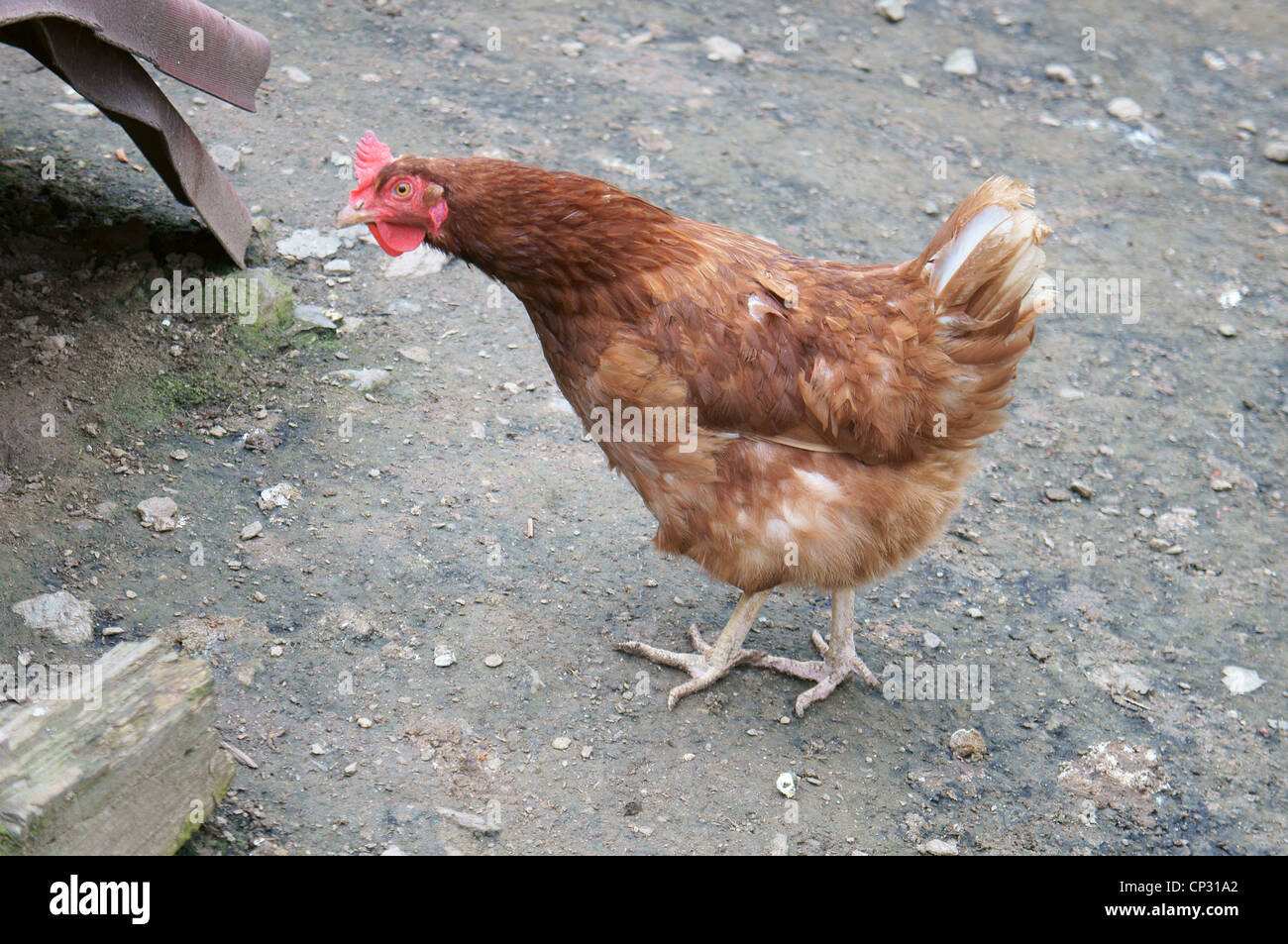 poultry, hen, chicken Stock Photo - Alamy