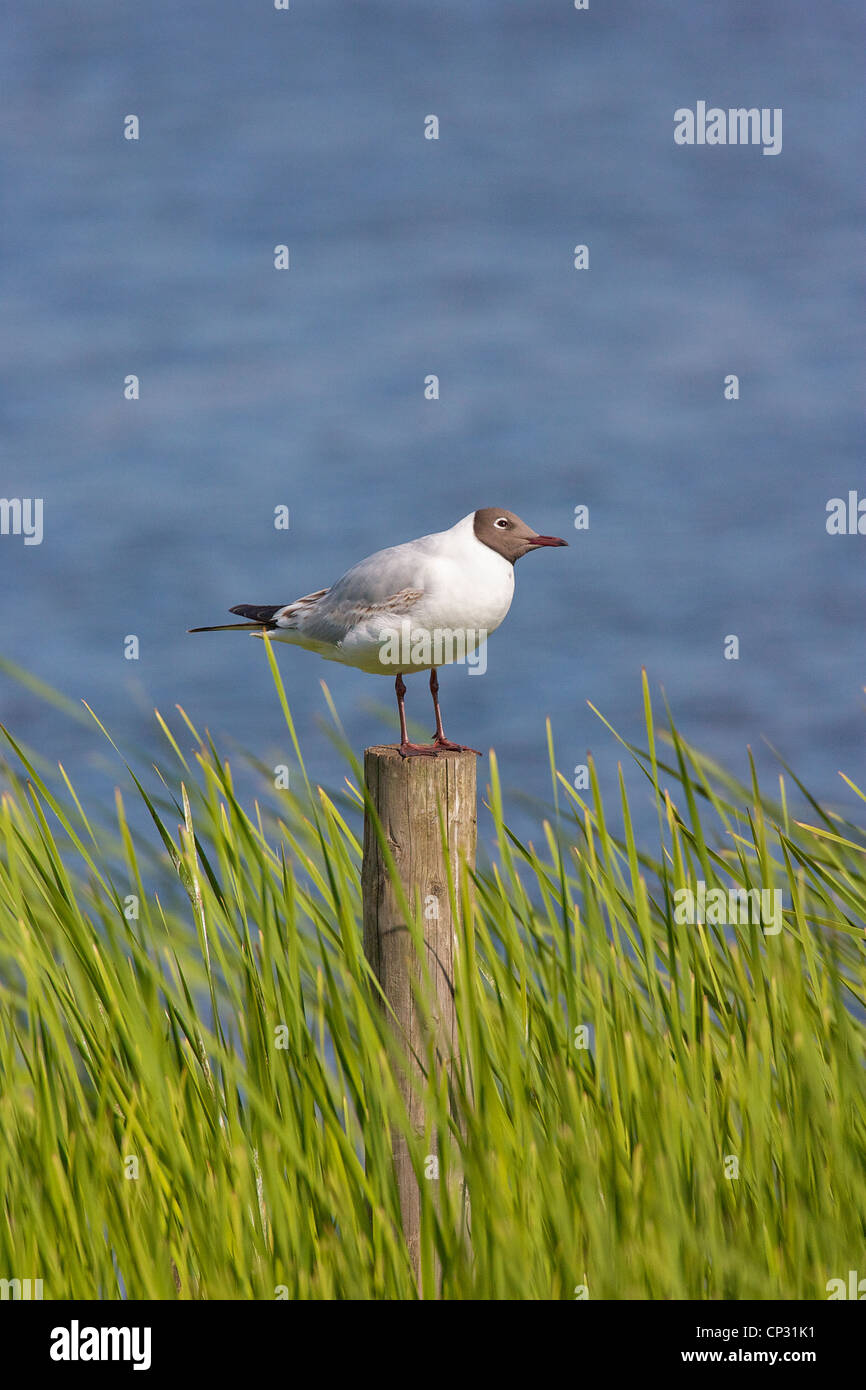 Black headed gull summer plumage hi-res stock photography and images ...