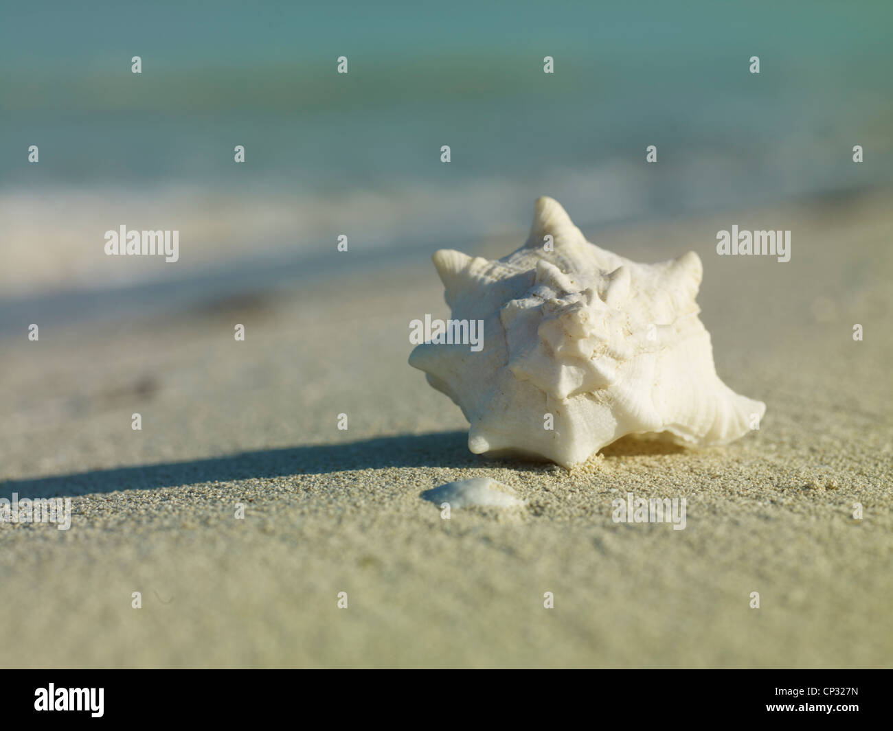 sea shell on a sandy beach Stock Photo - Alamy