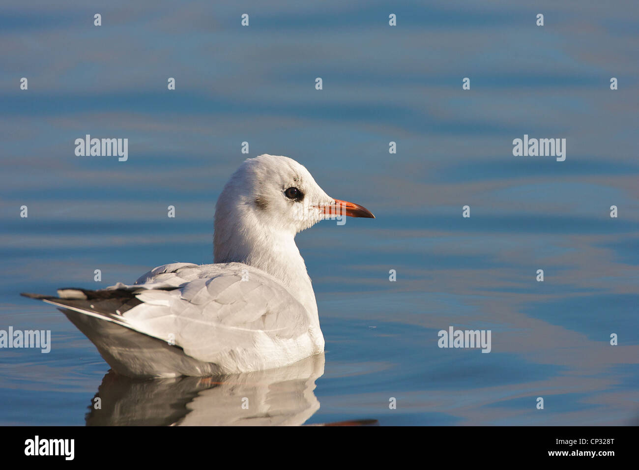 Facing frontal front low view hi-res stock photography and images - Alamy