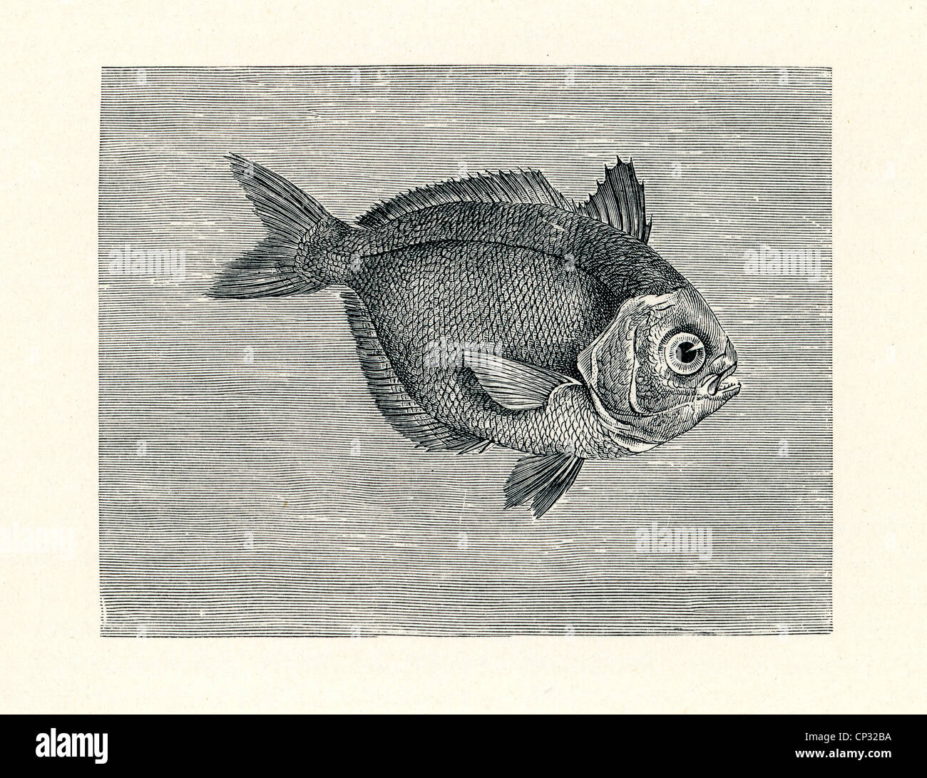 Engraving of a fish Stock Photo - Alamy