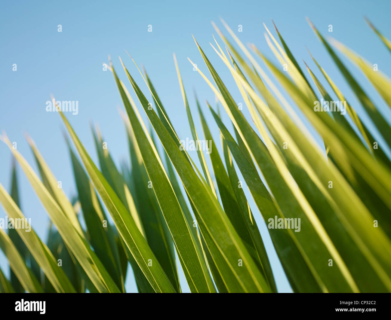 palm tree frond branch against a blue sky green Stock Photo - Alamy