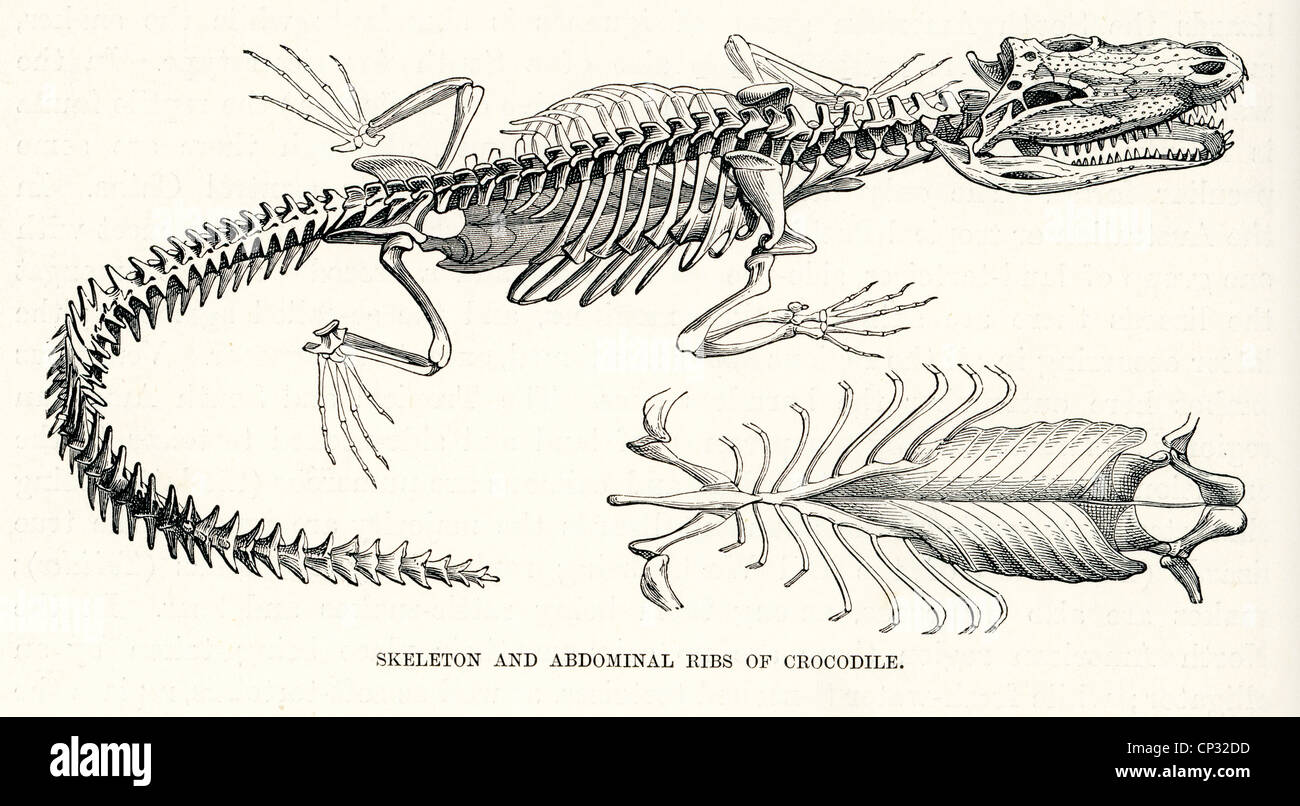 Animal skeleton engraving hi-res stock photography and images - Alamy