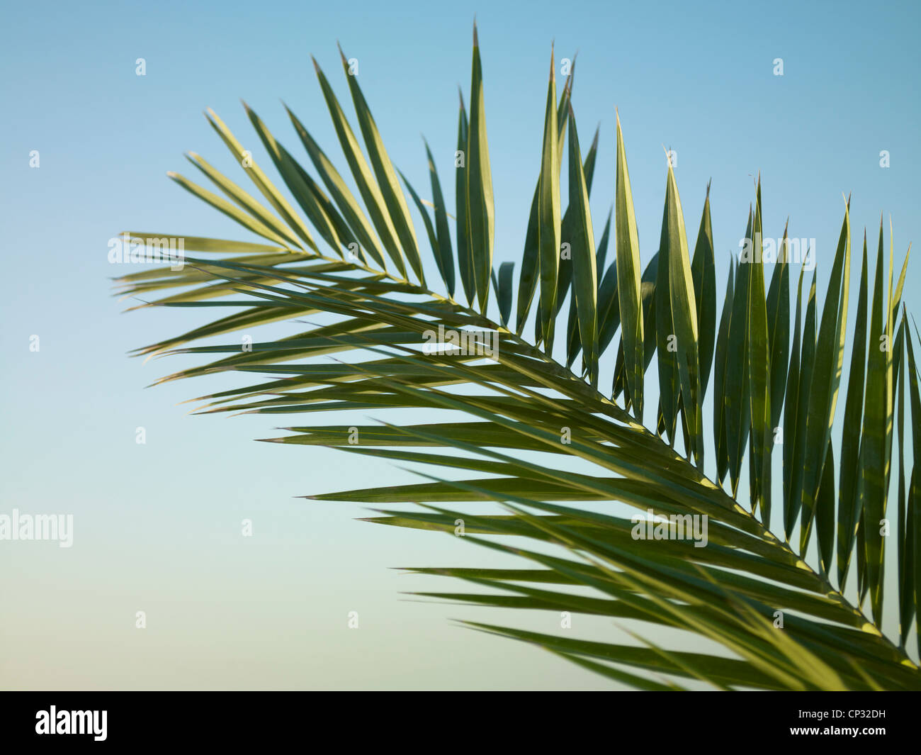 palm tree frond branch against a blue sky Stock Photo - Alamy