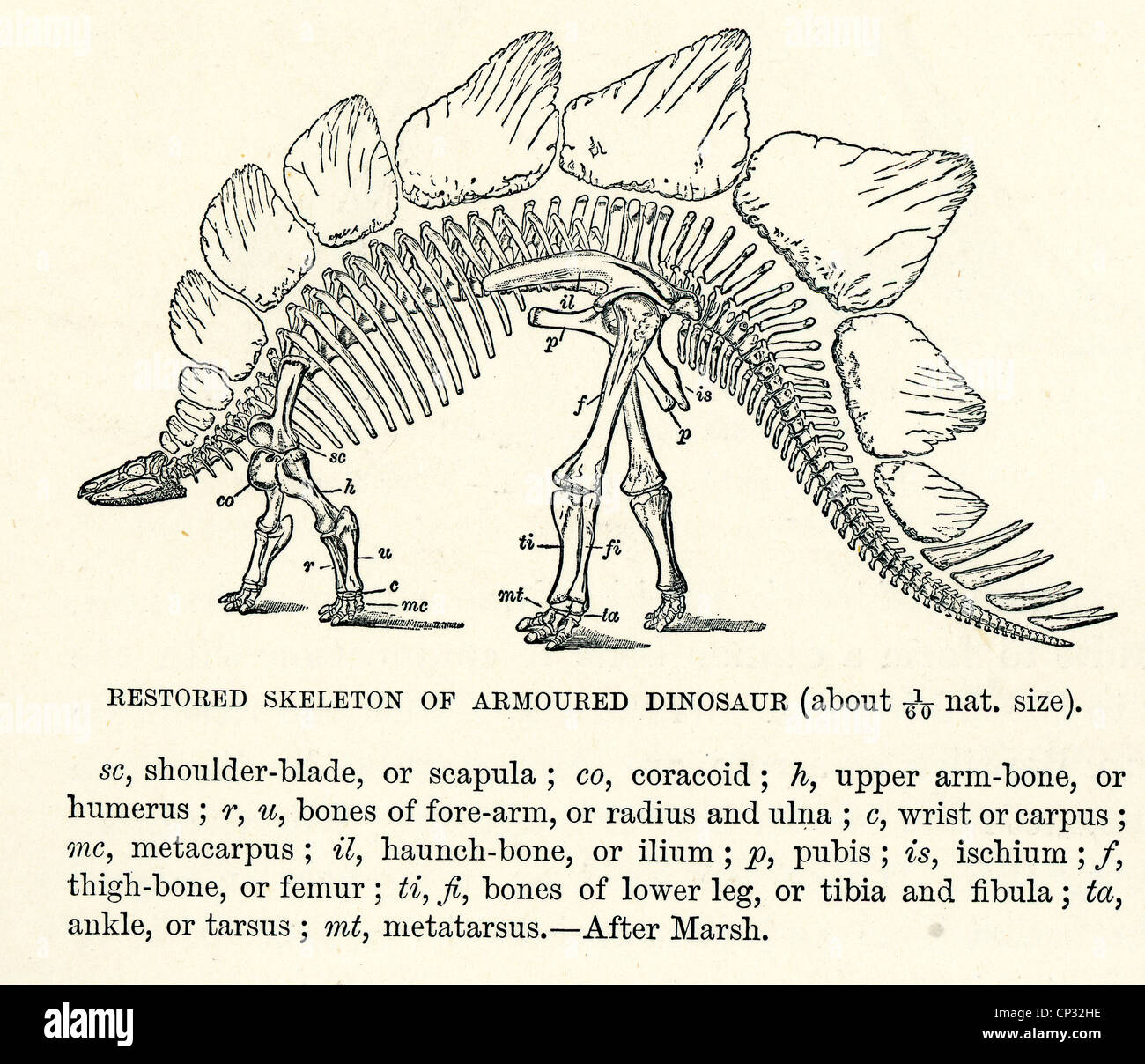 Stegosaurus hi-res stock photography and images - Alamy