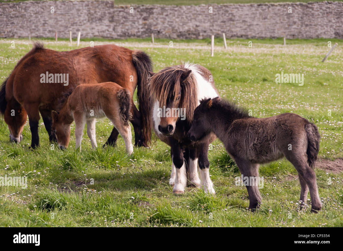 Shetland ponies scotland hi-res stock photography and images - Alamy