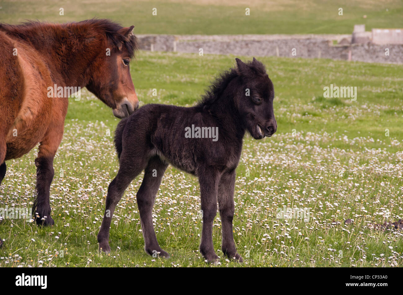 Shetlands pony hi-res stock photography and images - Alamy