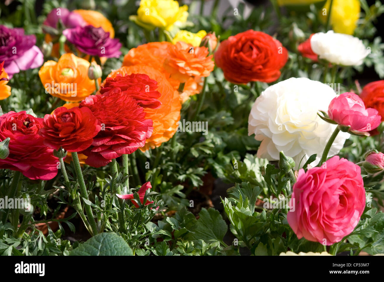 Ranunculus asiaticus (Persian Buttercup Stock Photo - Alamy