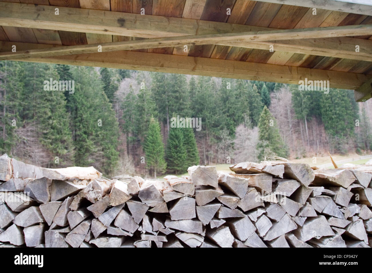 Stack of chopped logs against forest background Stock Photo - Alamy