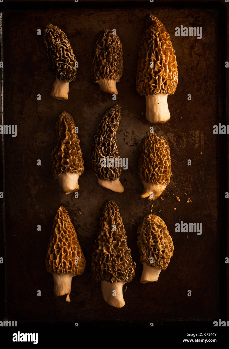 Foraging morels hi-res stock photography and images - Alamy