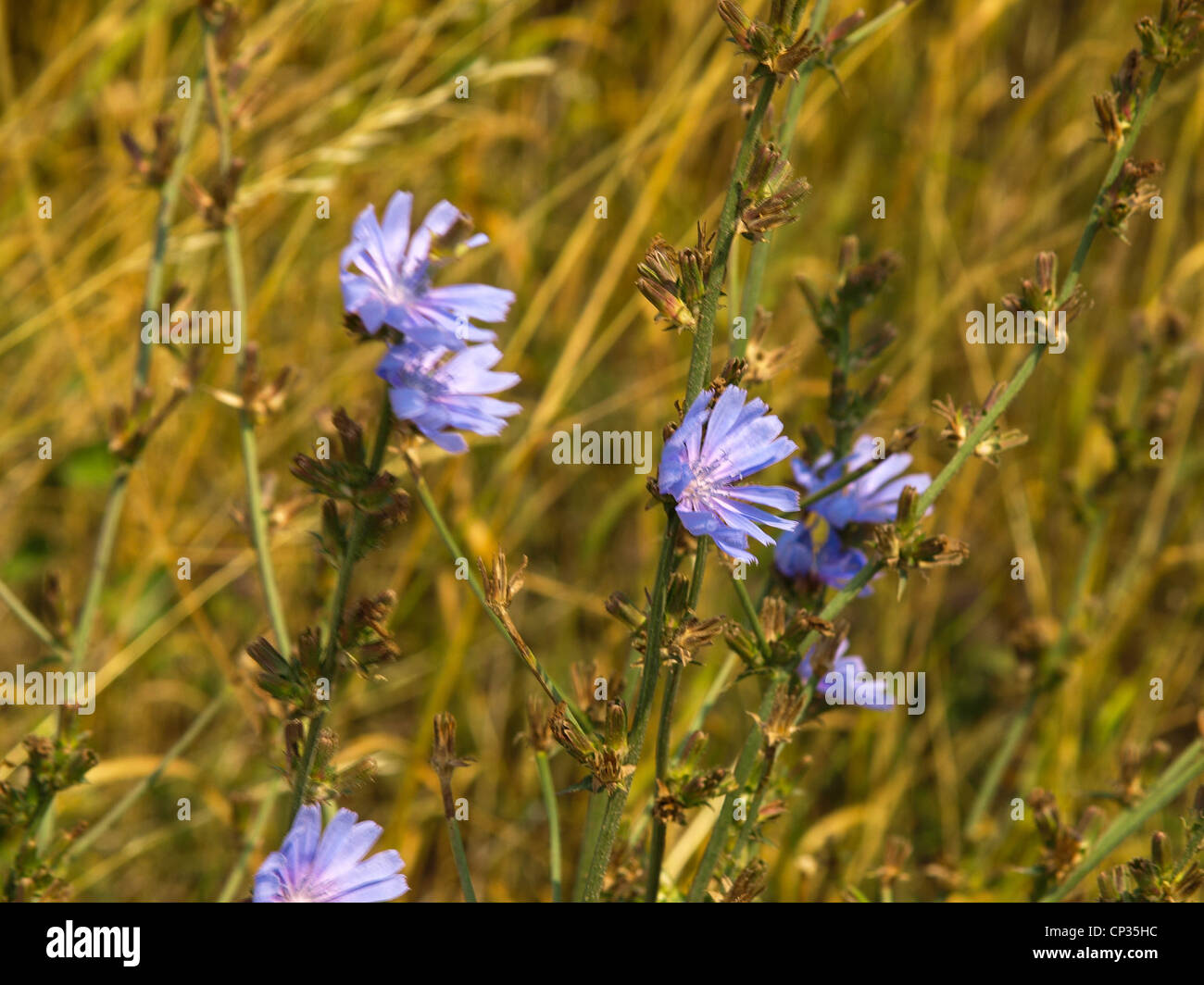 Sense of heat hi-res stock photography and images - Alamy