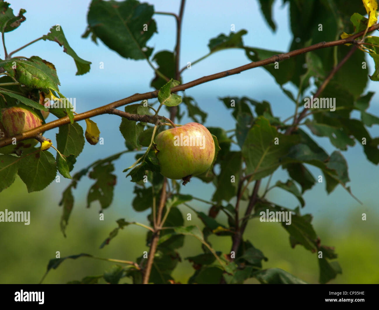 A wild apple Stock Photo - Alamy