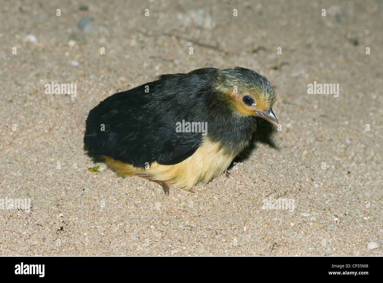 Megapode sand High Resolution Stock Photography and Images - Alamy