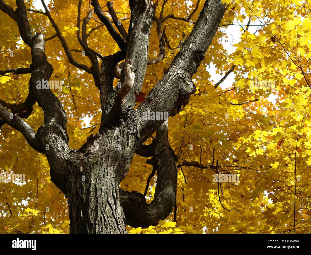 a golden tree Stock Photo - Alamy