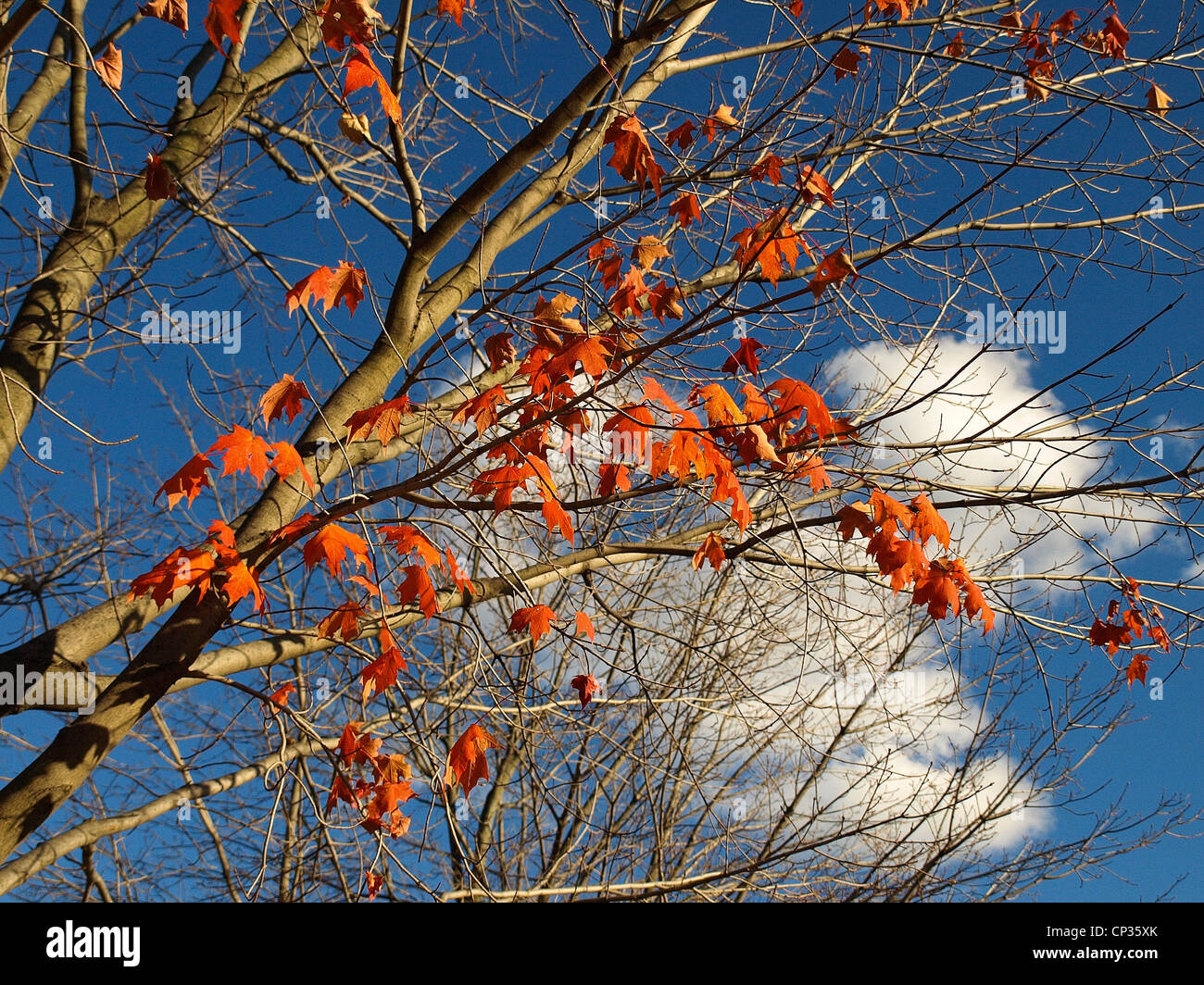 A feeling of autumn Stock Photo - Alamy