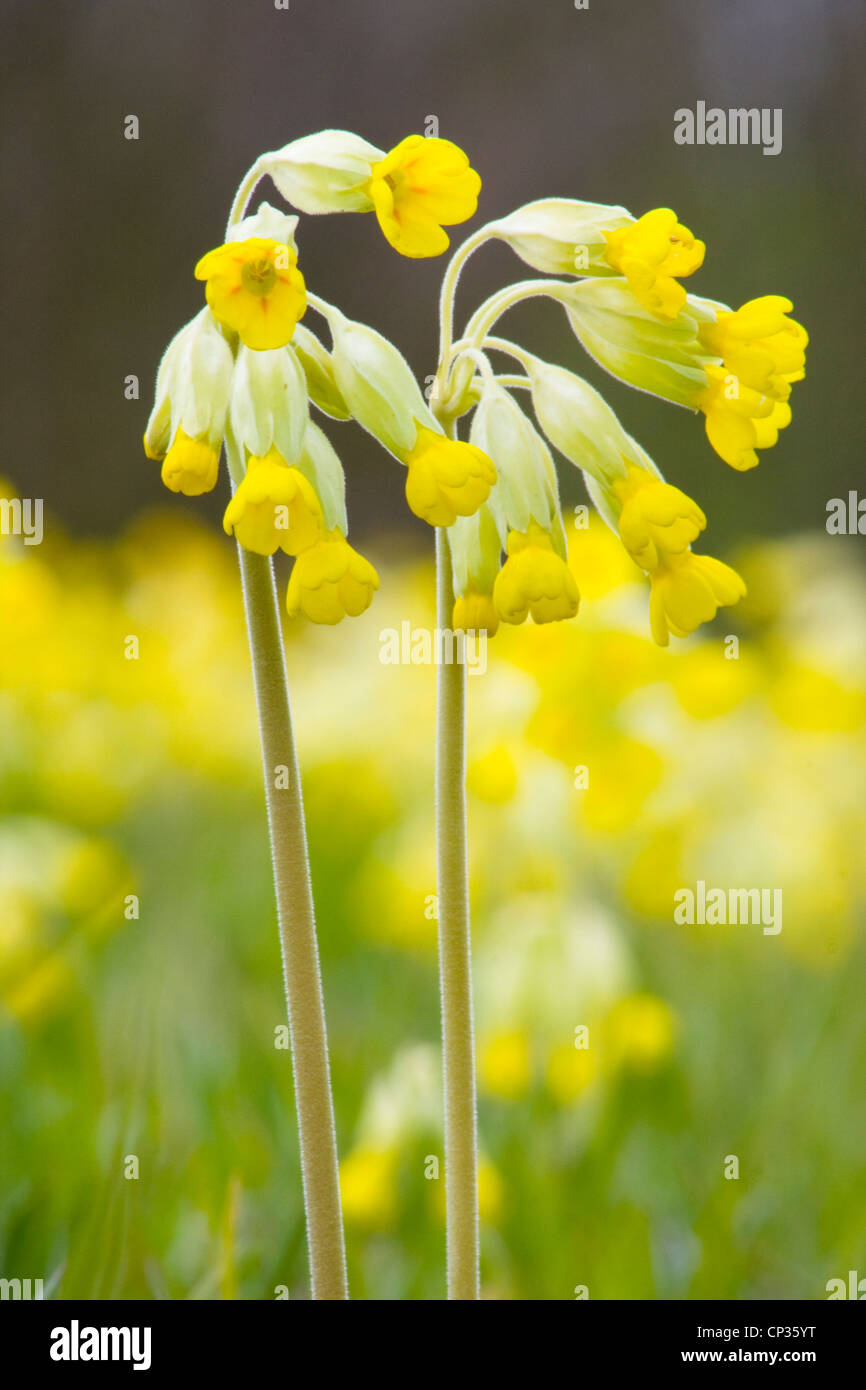 Cowslips (primula veris) carpet a field, Poulter Country Park & Nature ...