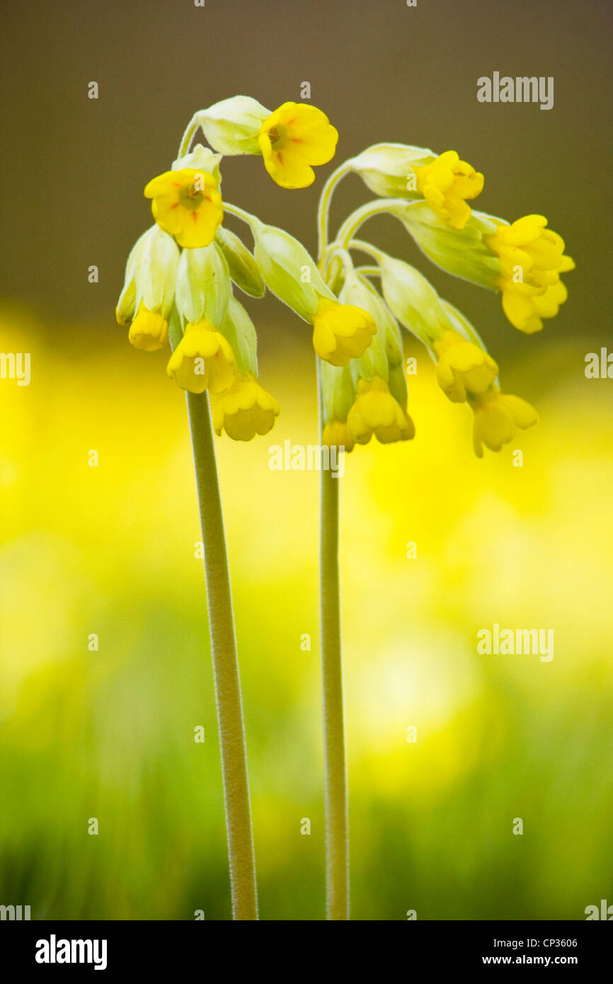 Cowslips (primula veris) carpet a field, Poulter Country Park & Nature ...