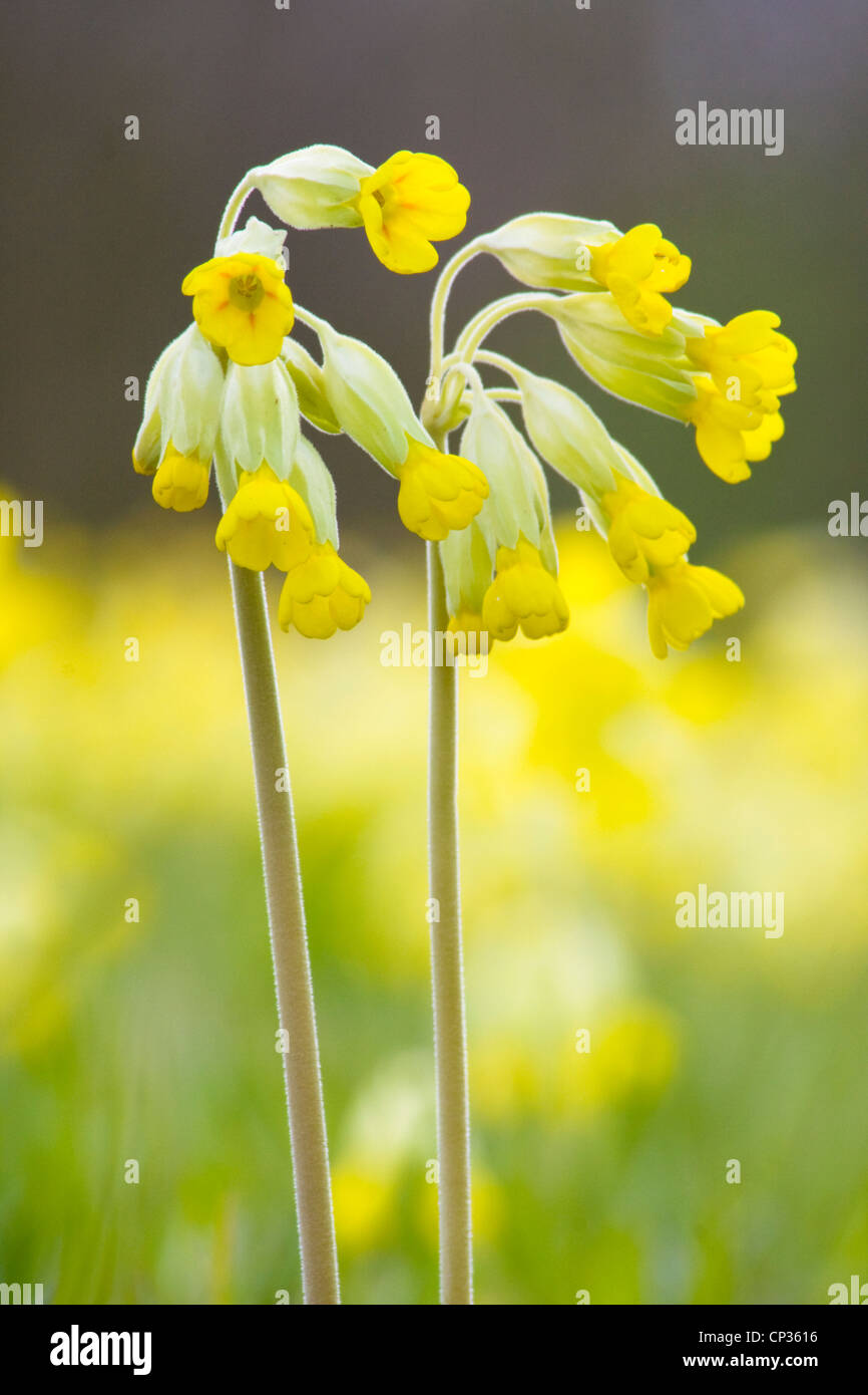Cowslips (primula veris) in full bloom at Poulter Country Park & Nature ...