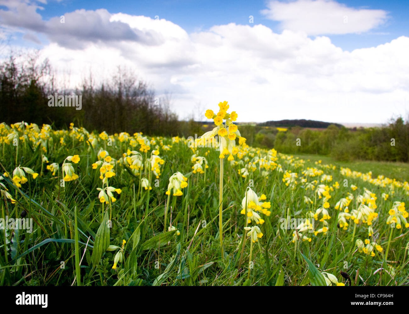 Cowslips (primula veris) carpet a field, Poulter Country Park & Nature ...