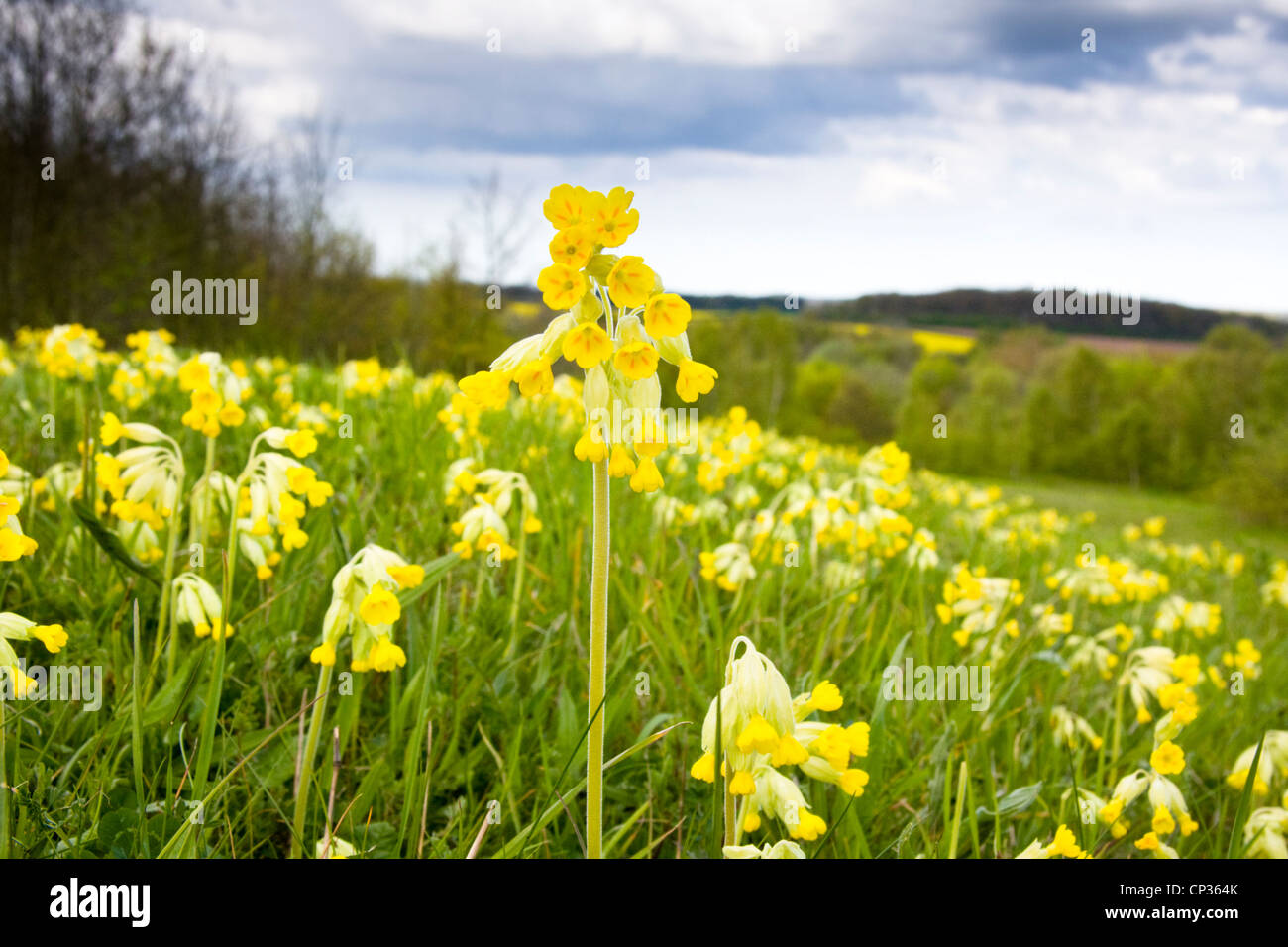 Cowslips (primula veris) carpet a field in Poulter Country Park ...