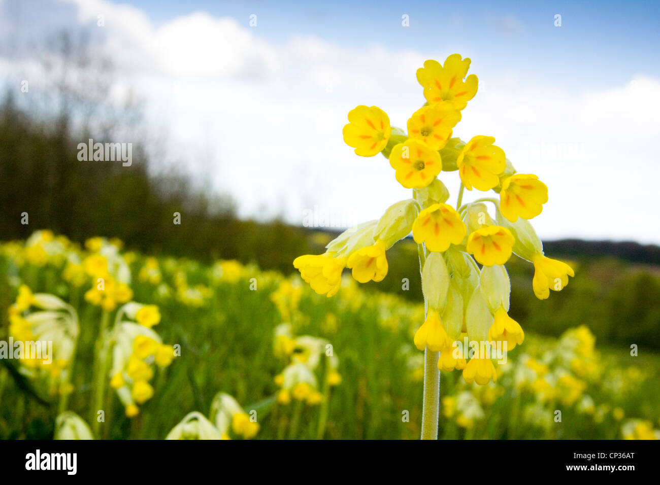Cowslips (primula veris) carpet a field, Poulter Country Park & Nature ...
