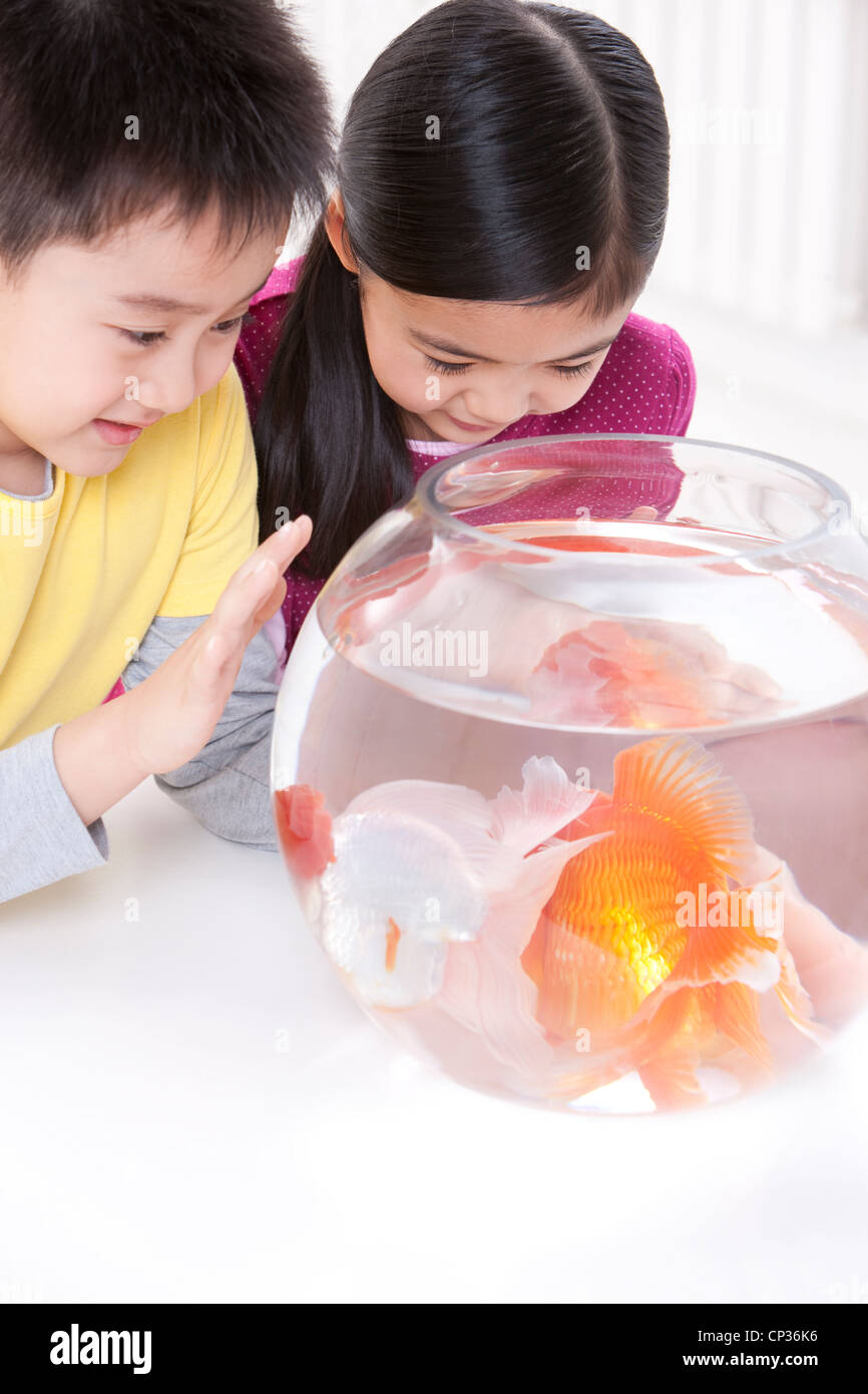 Pets At Home Fish High Resolution Stock Photography and Images - Alamy