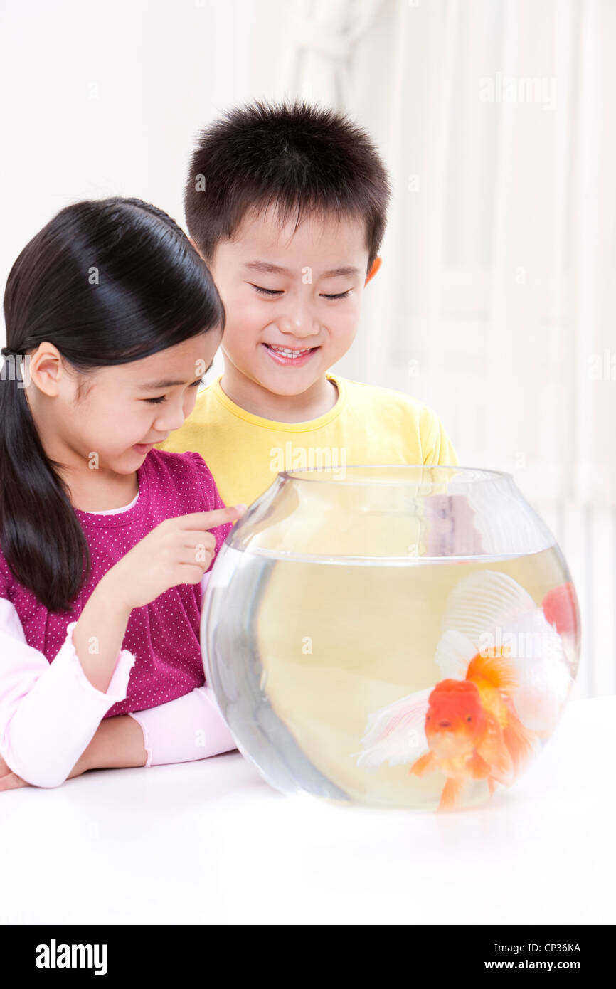 Two goldfishes hi-res stock photography and images - Alamy