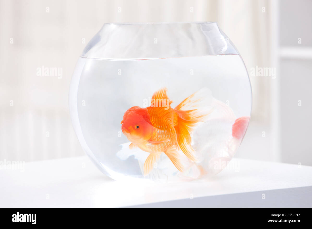 Goldfish in jar hi-res stock photography and images - Alamy