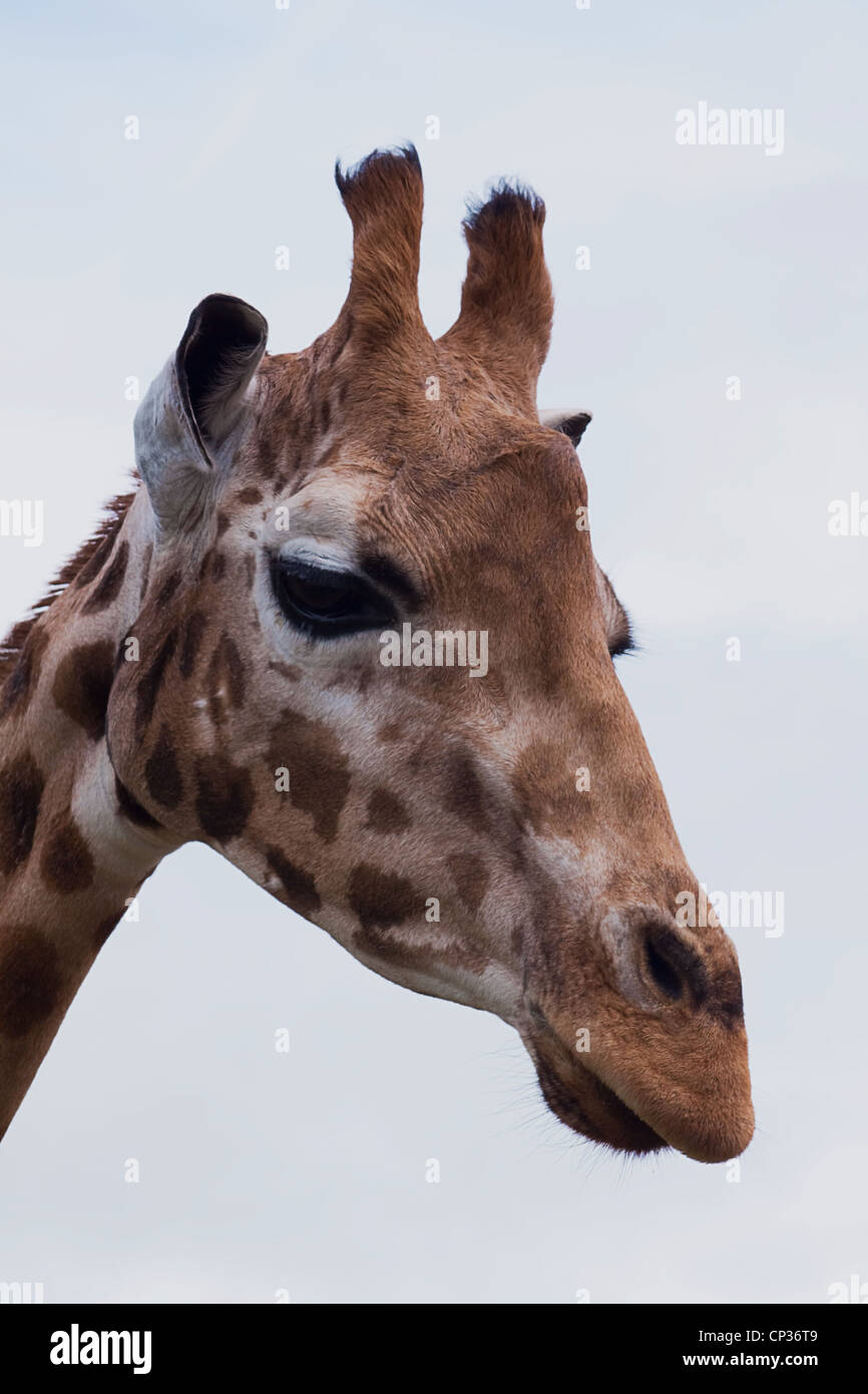 portrait of a giraffe Stock Photo - Alamy
