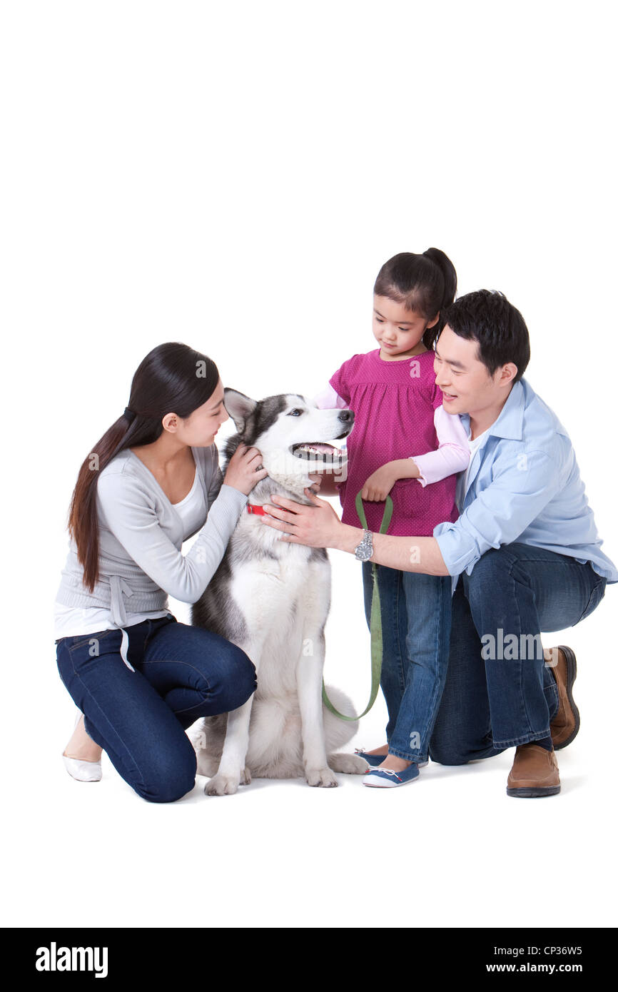 Family playing with a Husky dog Stock Photo - Alamy