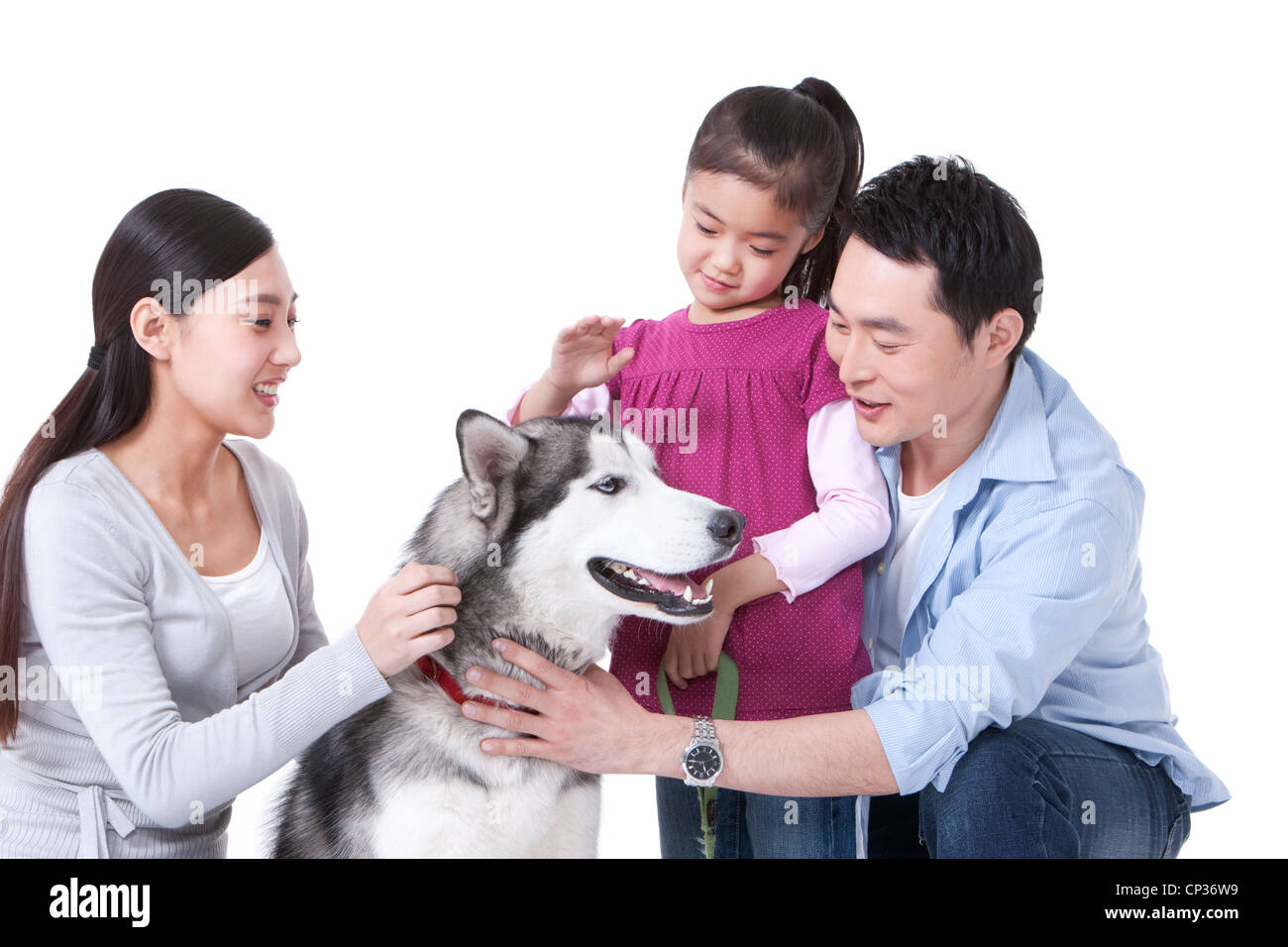 Family playing with a Husky dog Stock Photo - Alamy