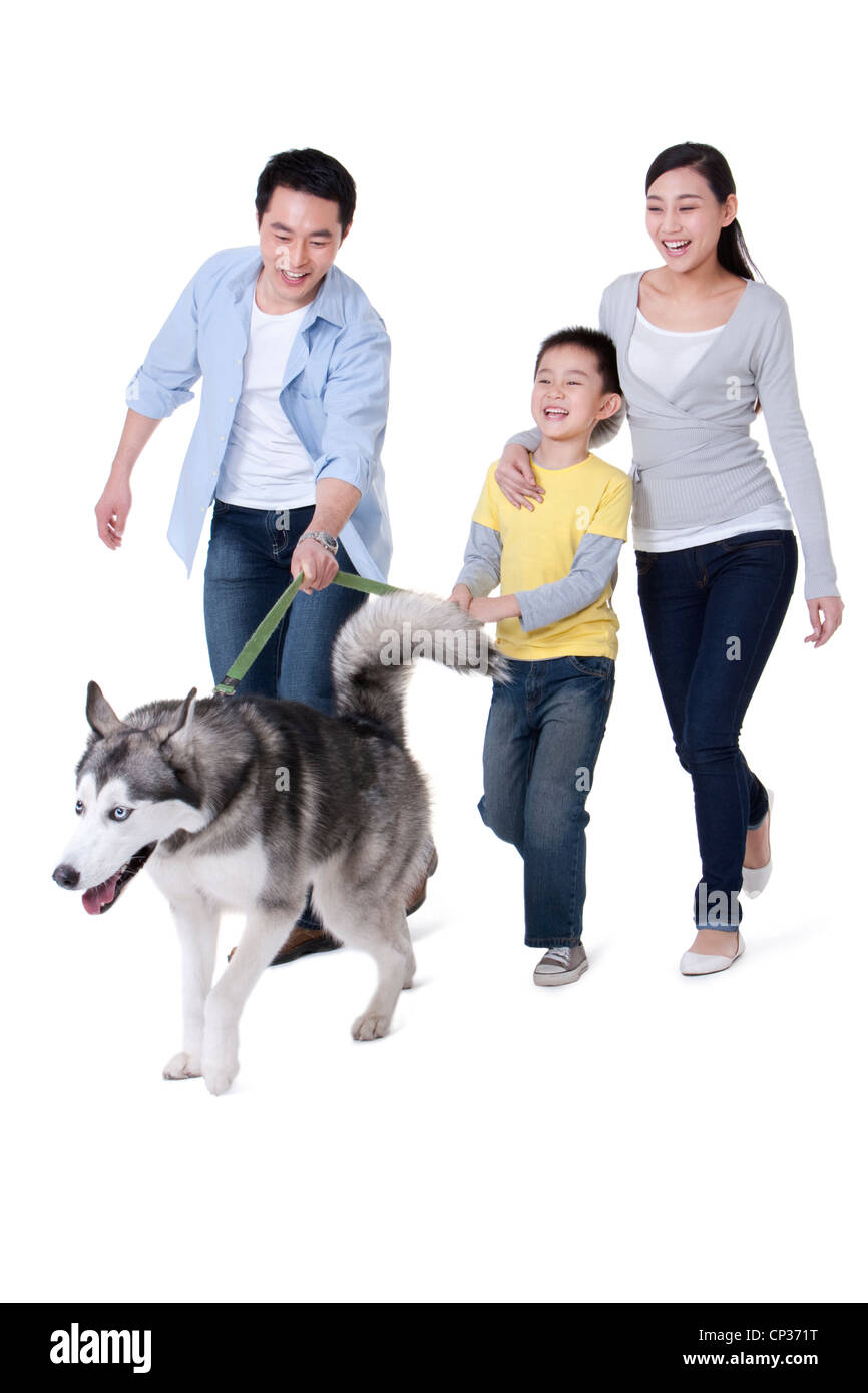 Family playing with a Husky dog Stock Photo - Alamy