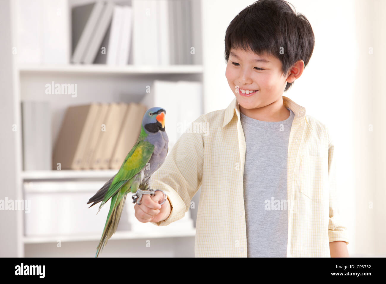 Little boy playing with a pet parrot Stock Photo - Alamy
