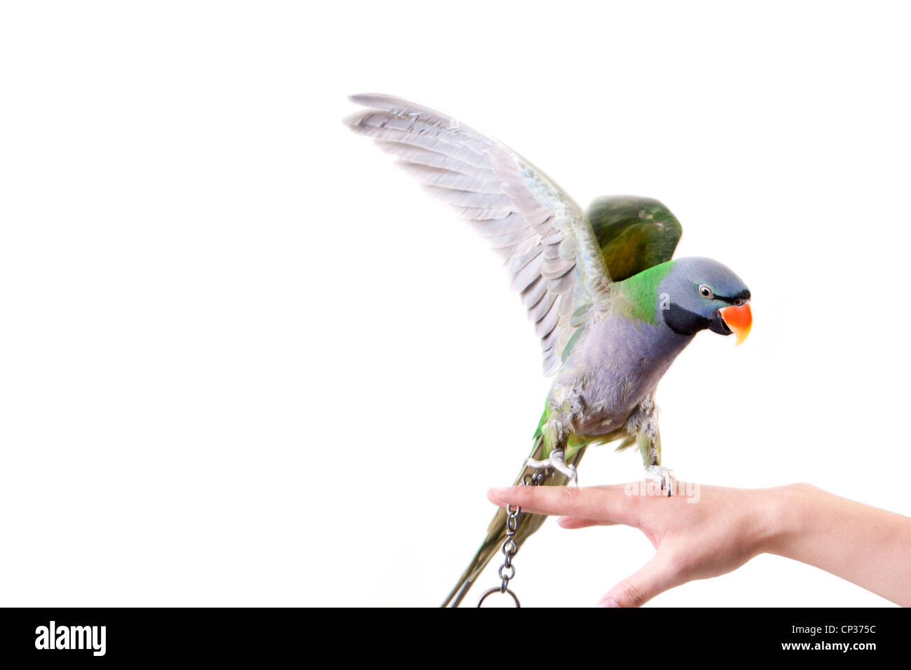 Parrot action shot hi-res stock photography and images - Alamy