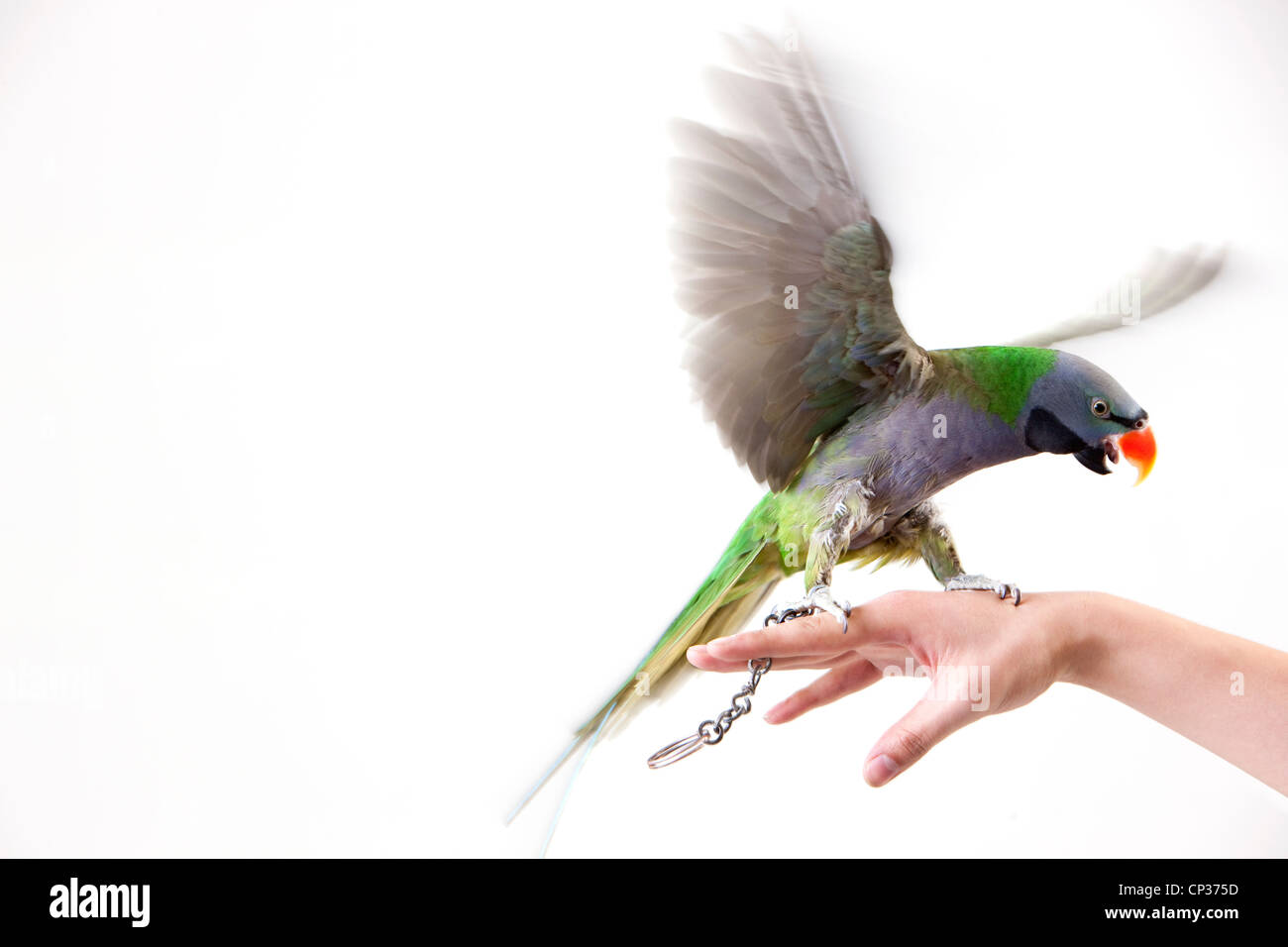 Parrot open mouth hi-res stock photography and images - Alamy