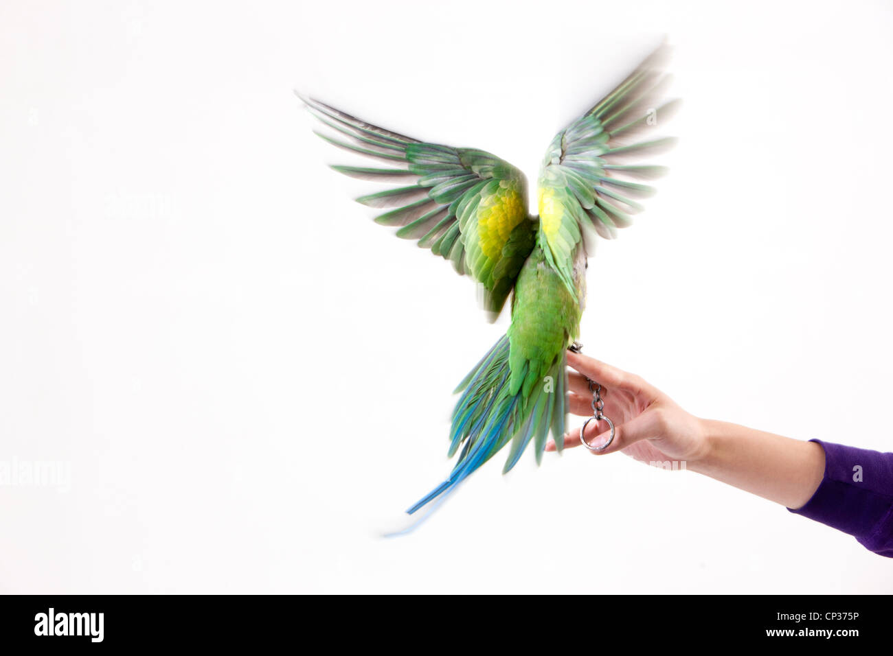Parrot action shot hi-res stock photography and images - Alamy