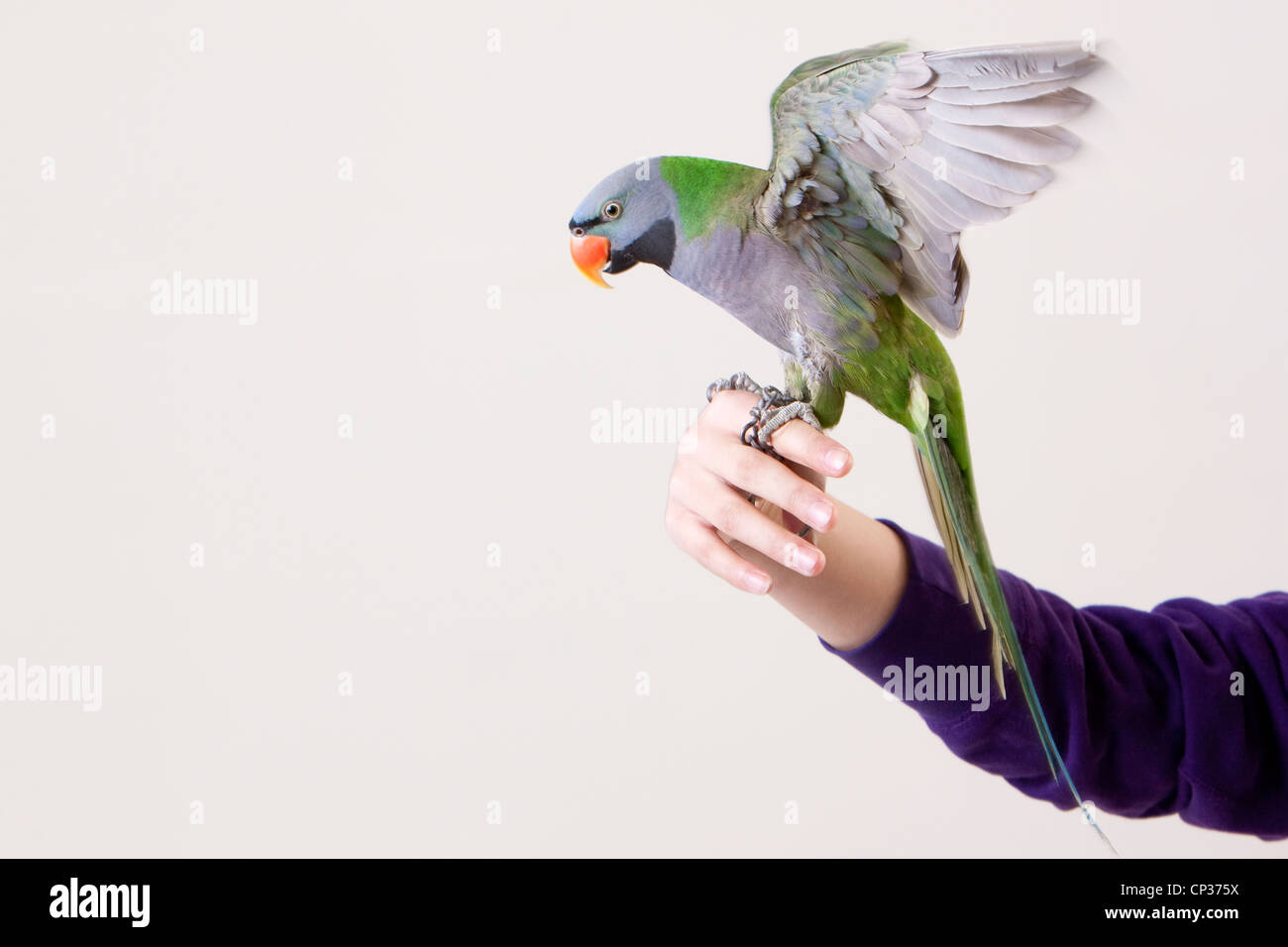 Parrot action shot hi-res stock photography and images - Alamy